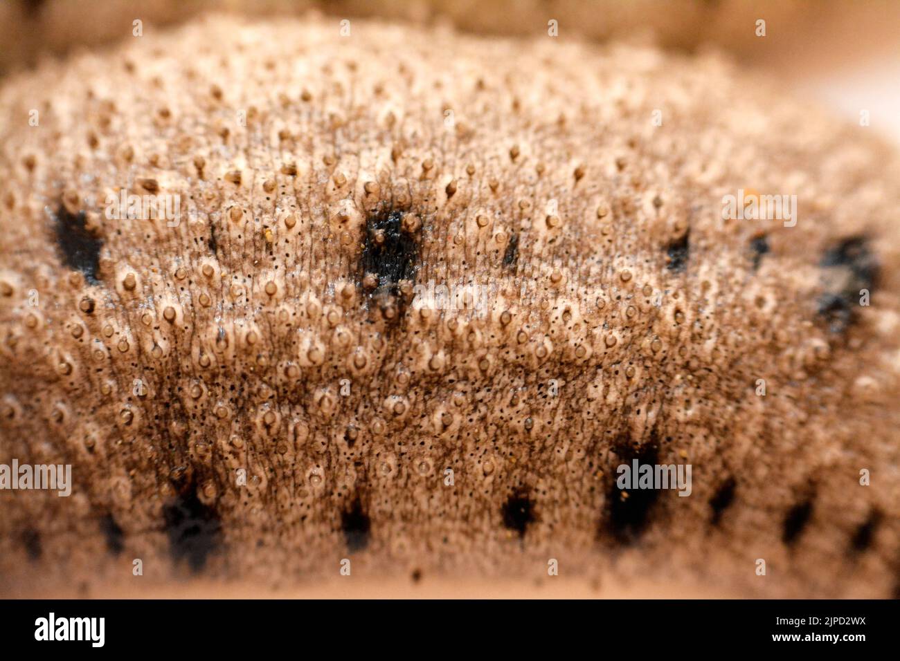 A closeup of Sea cucumber, echinoderms from the class Holothuroidea ...