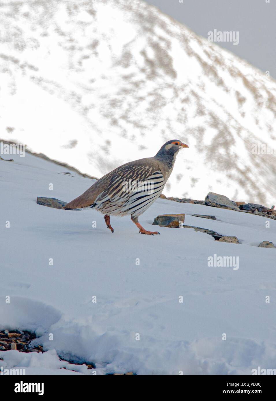A vertical closeup shot of the Tibetan Snowcock (Tetraogallus tibetanus ...