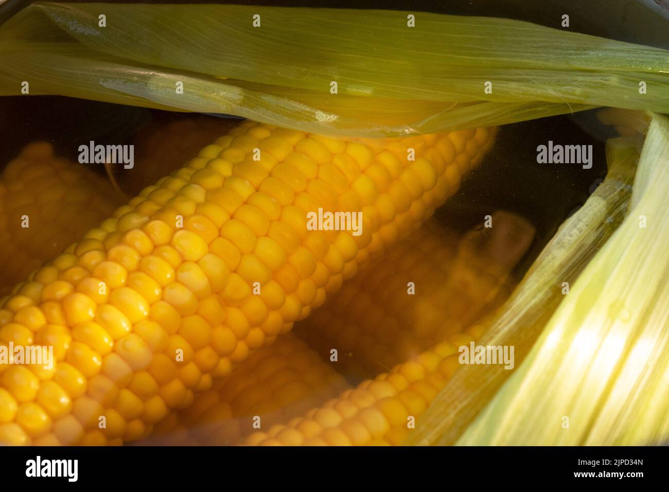 Boiled corn in water Stock Photo - Alamy