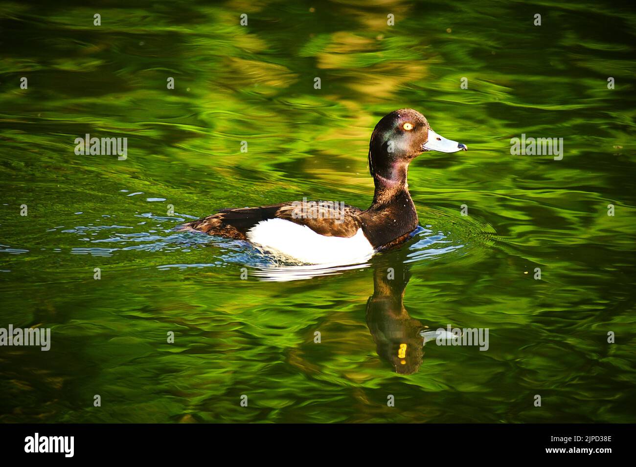 Tufted nose hi-res stock photography and images - Alamy