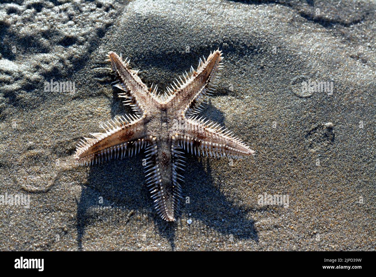 Spiny starfish (Marthasterias glacialis), starfish with a small central ...