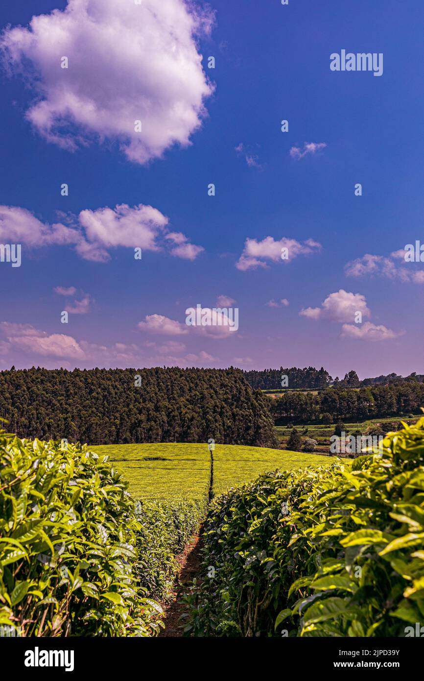 Kiambu County Tea Green Leaves Farm Farming Farmers Large scale ...