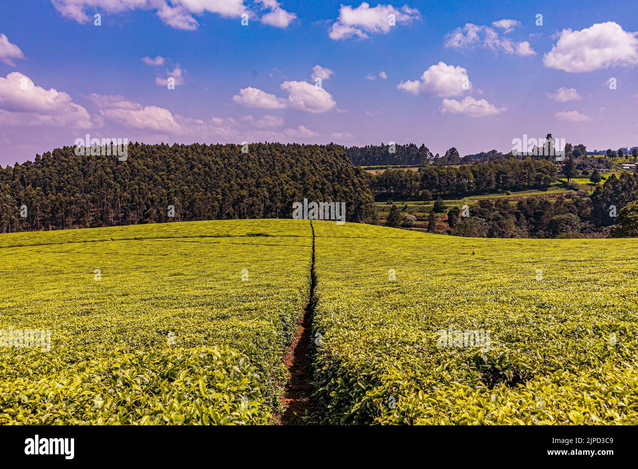 Kiambu County Tea Green Leaves Farm Farming Farmers Large scale ...