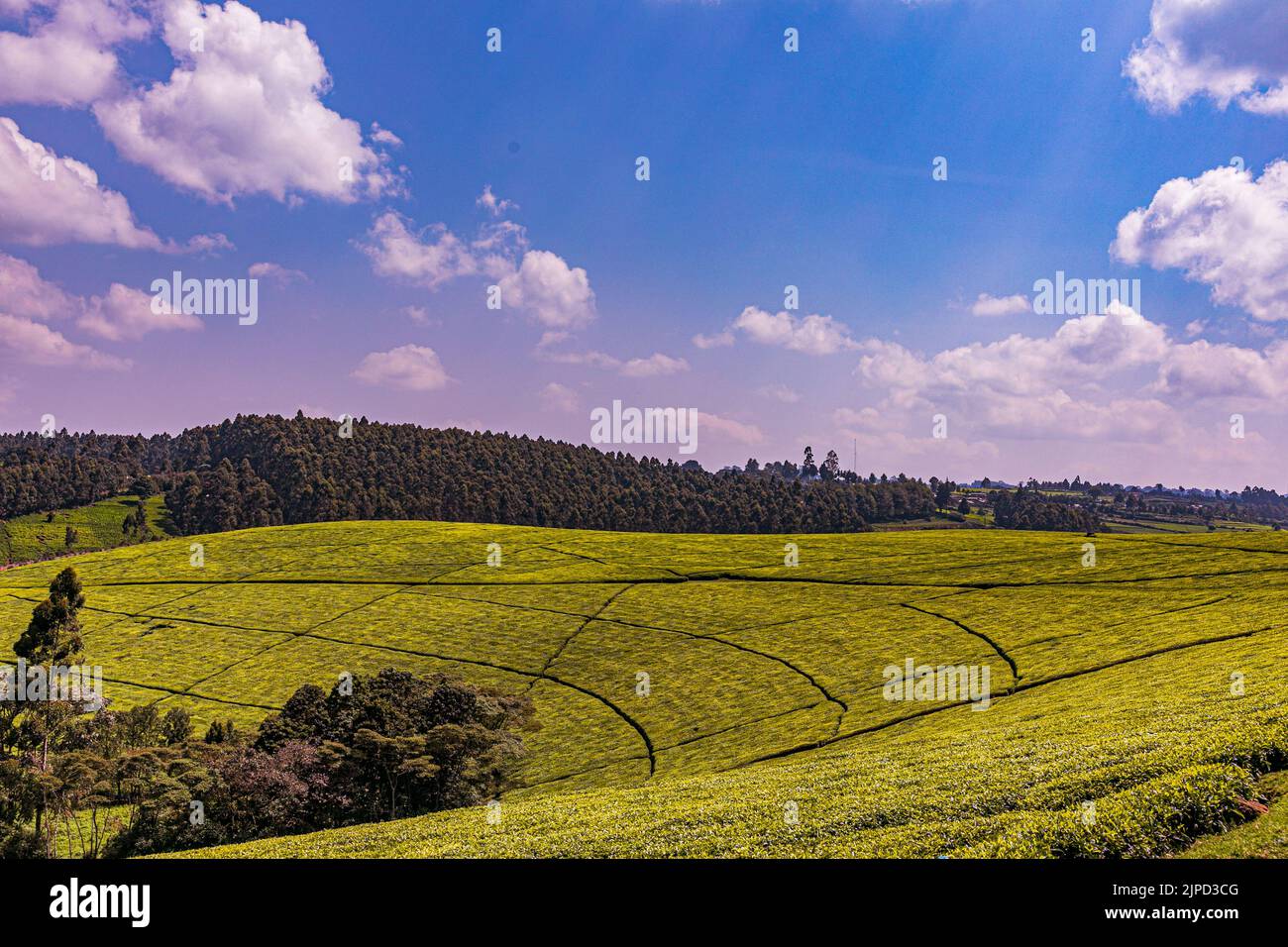 Kiambu County Tea Green Leaves Farm Farming Farmers Large scale ...