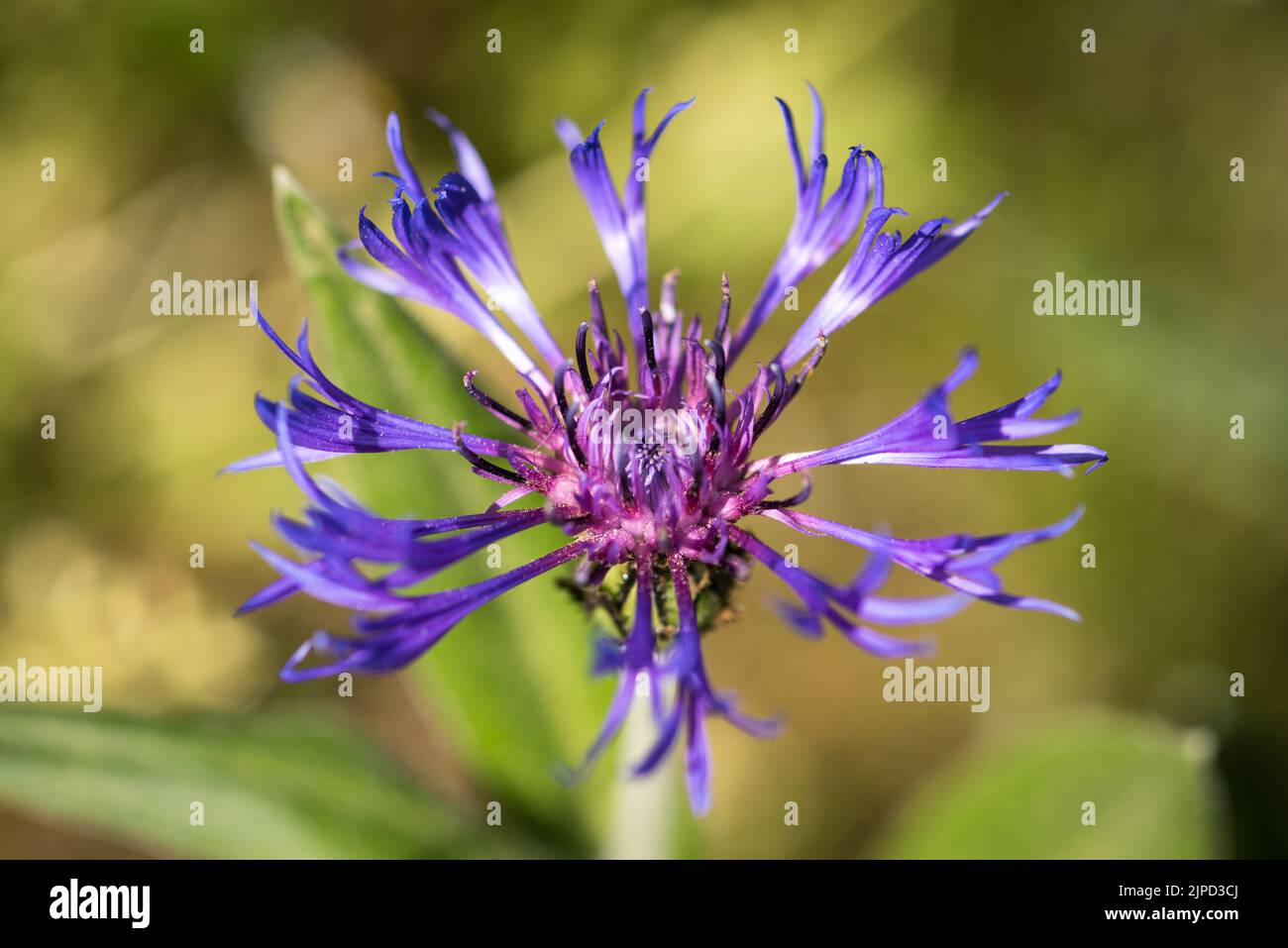 1 also mountain cornflower hi-res stock photography and images - Alamy