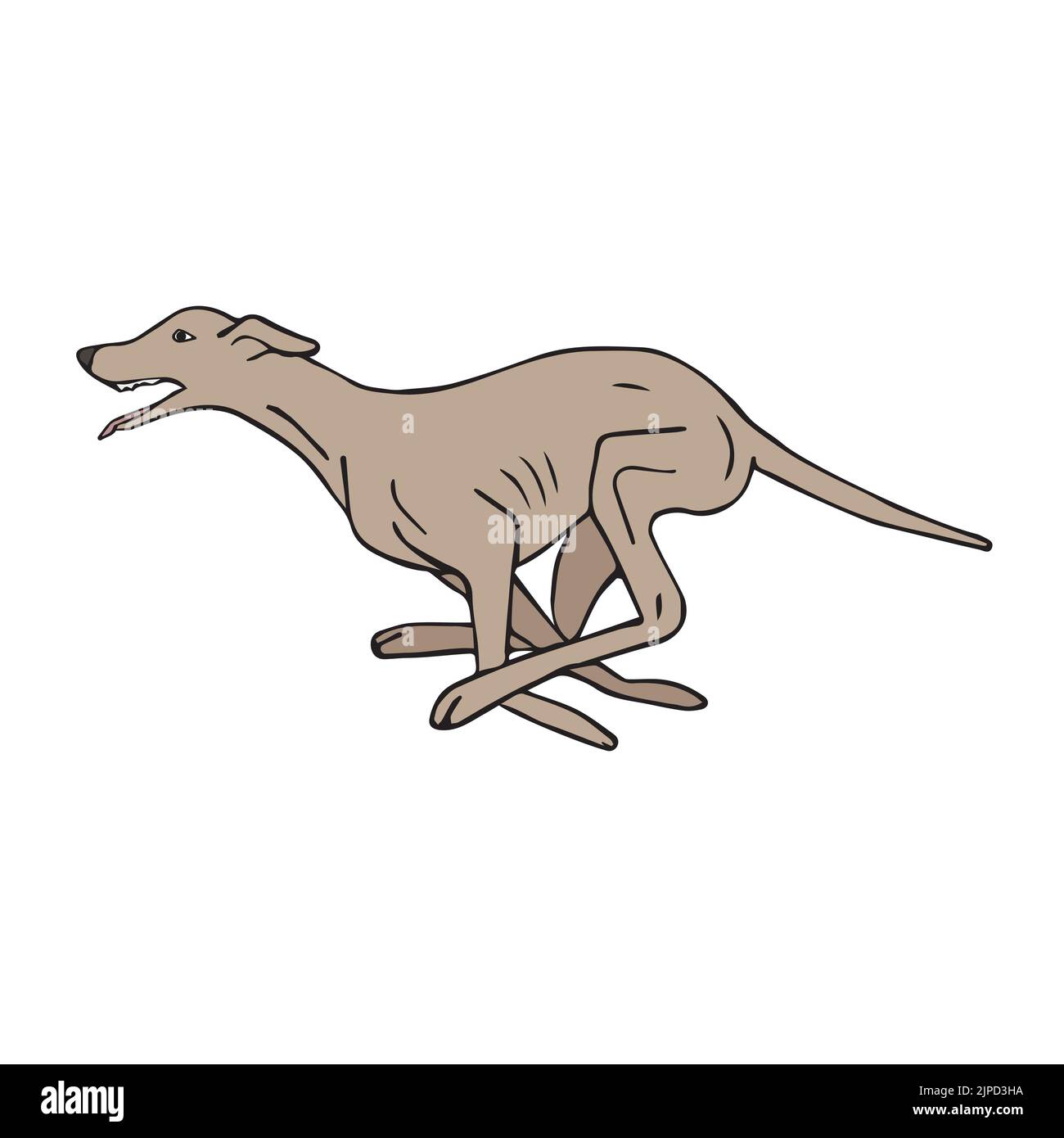 Vector hand drawn colored running whippet dog Stock Vector Image & Art - Alamy