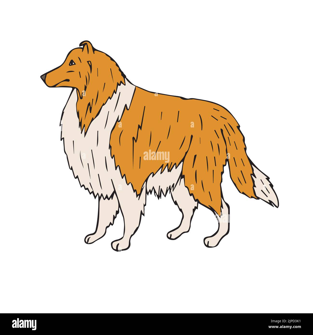 Border collie art hi-res stock photography and images - Alamy