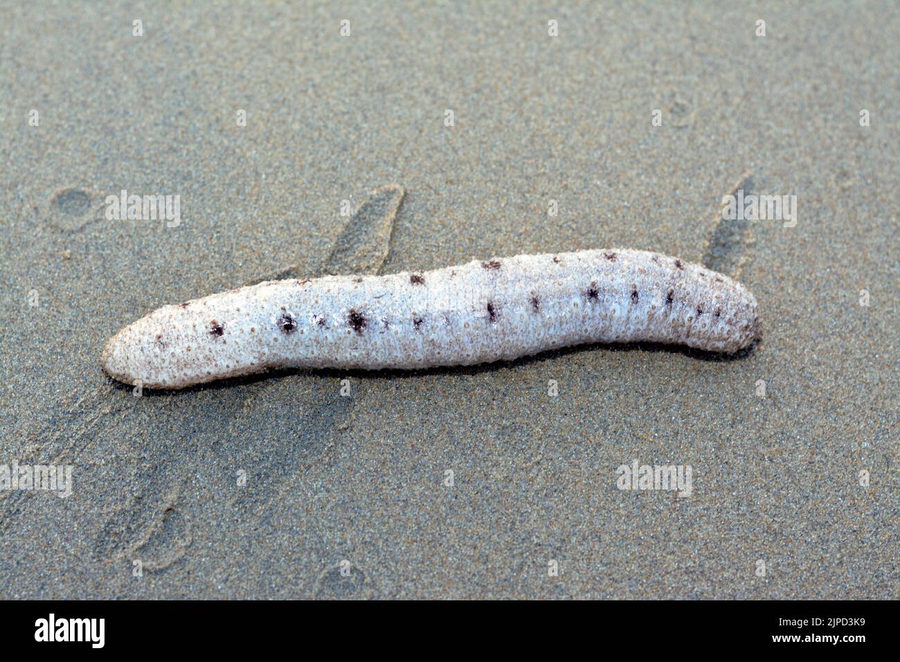 Sea cucumber on the shallow sea floor on the beach, echinoderms from ...