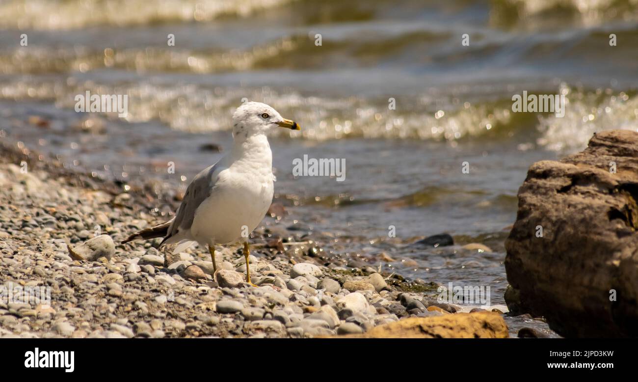 Lonely bird walking on the Ontario lakeshore contemplating the ...