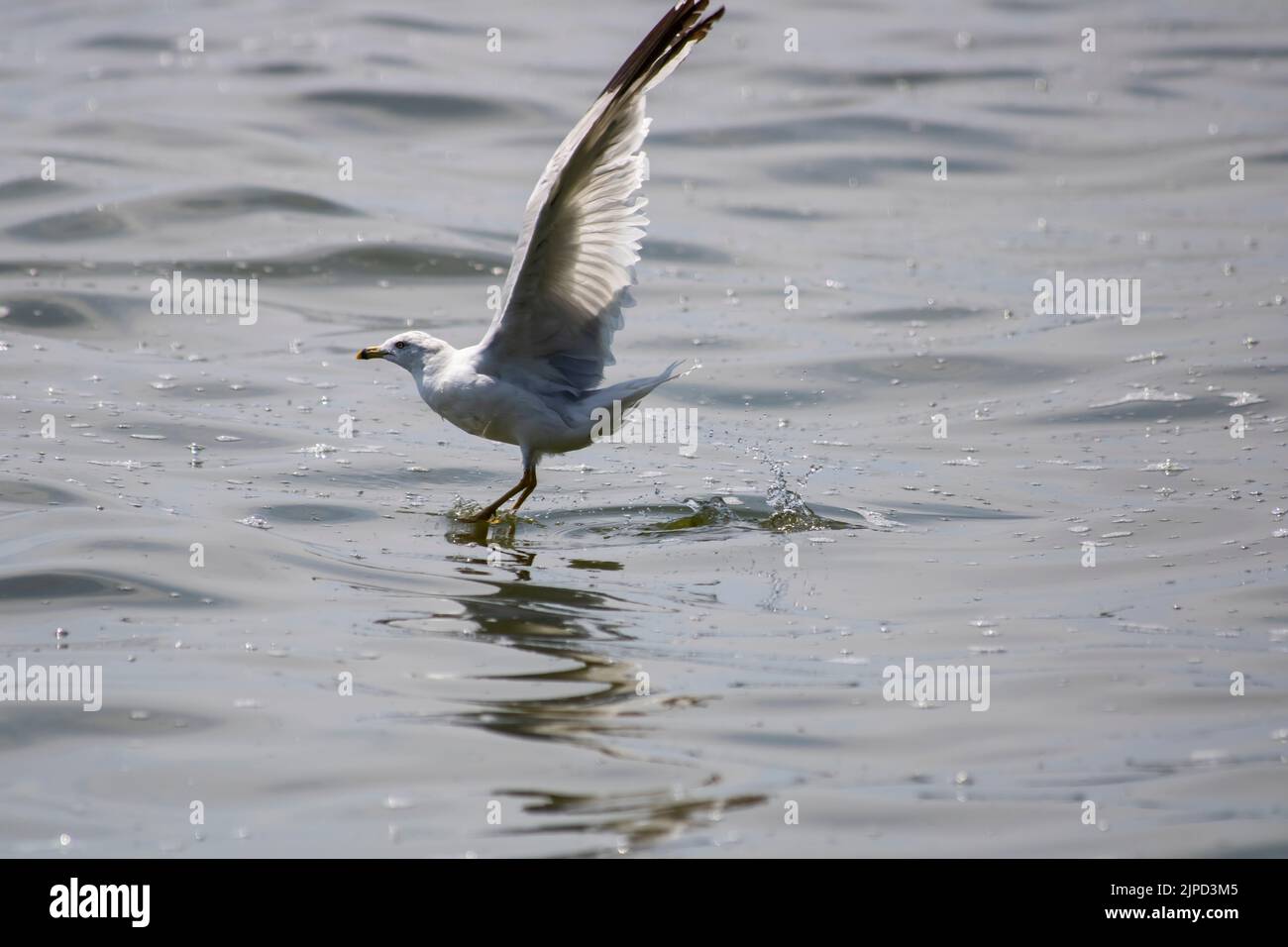 Birds fishing on Lake Ontario Stock Photo - Alamy