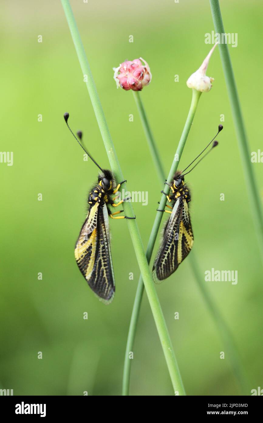 Close-up of beautiful insects in green background Stock Photo - Alamy