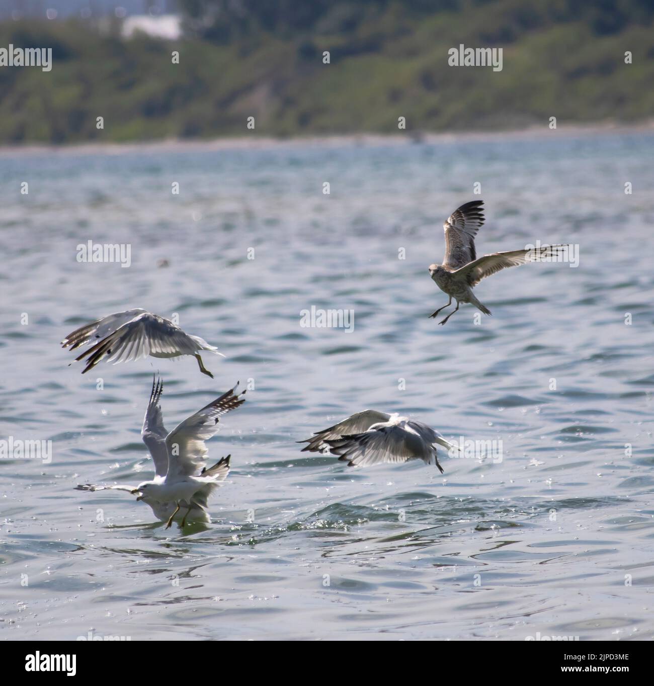 Birds fishing on Lake Ontario Stock Photo - Alamy