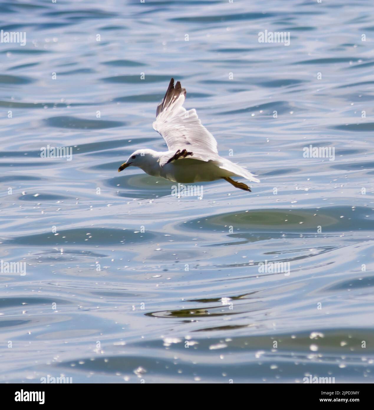 Flying low on Lake Ontario catching fishes Stock Photo - Alamy