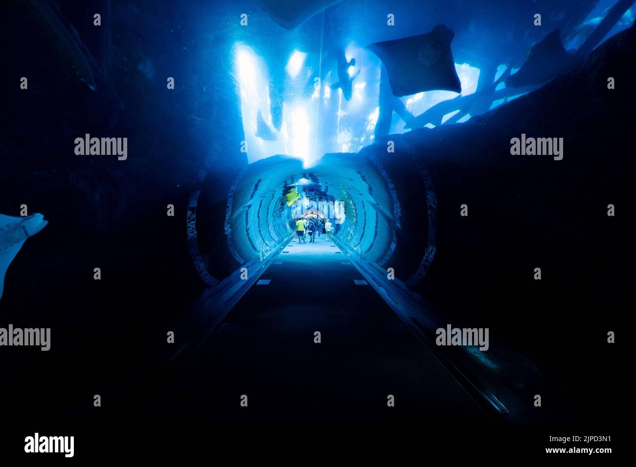 People walking through the tunnel on the bottom of the gigantic fish ...