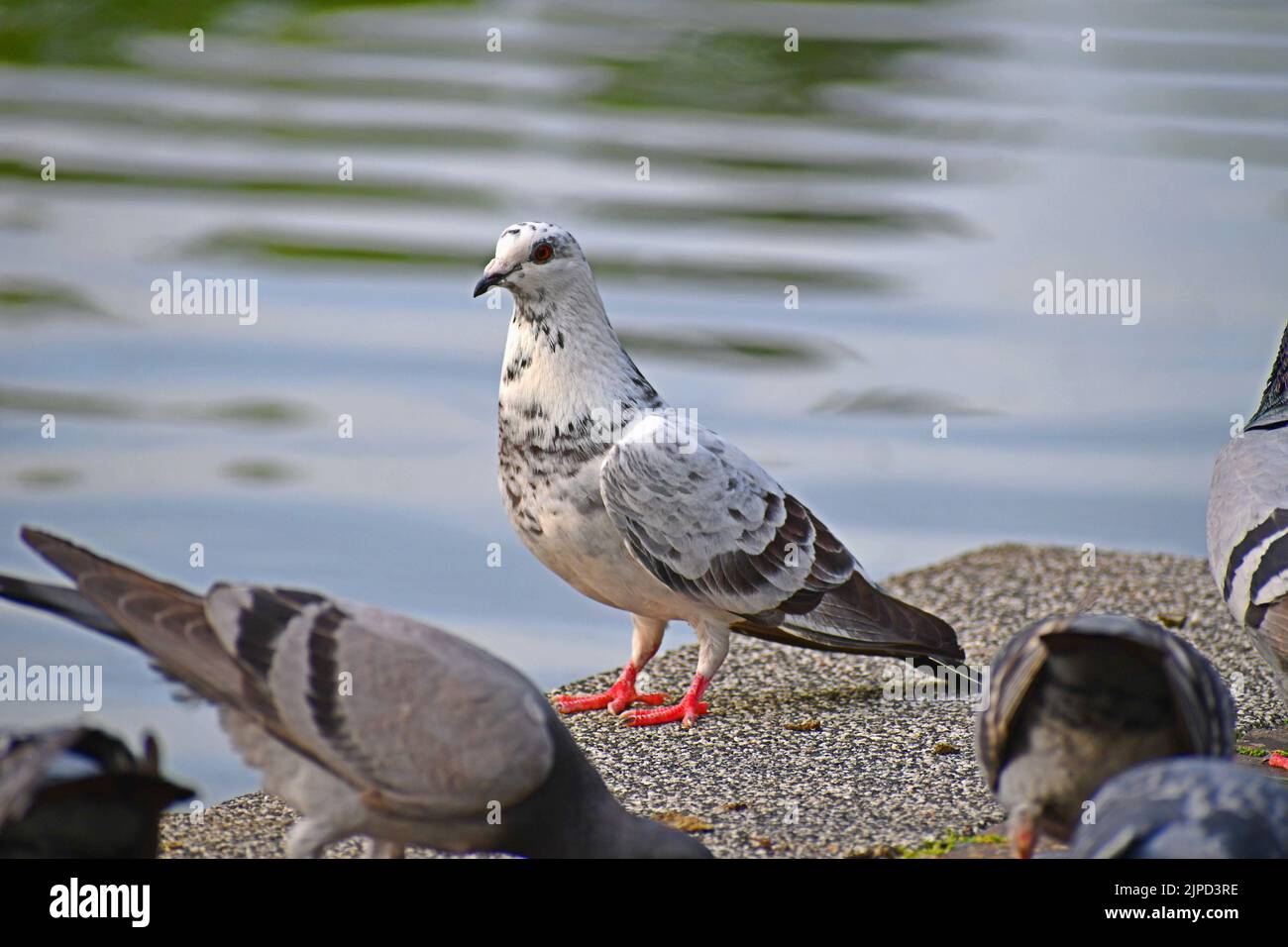 Pigeon looking back hi-res stock photography and images - Alamy
