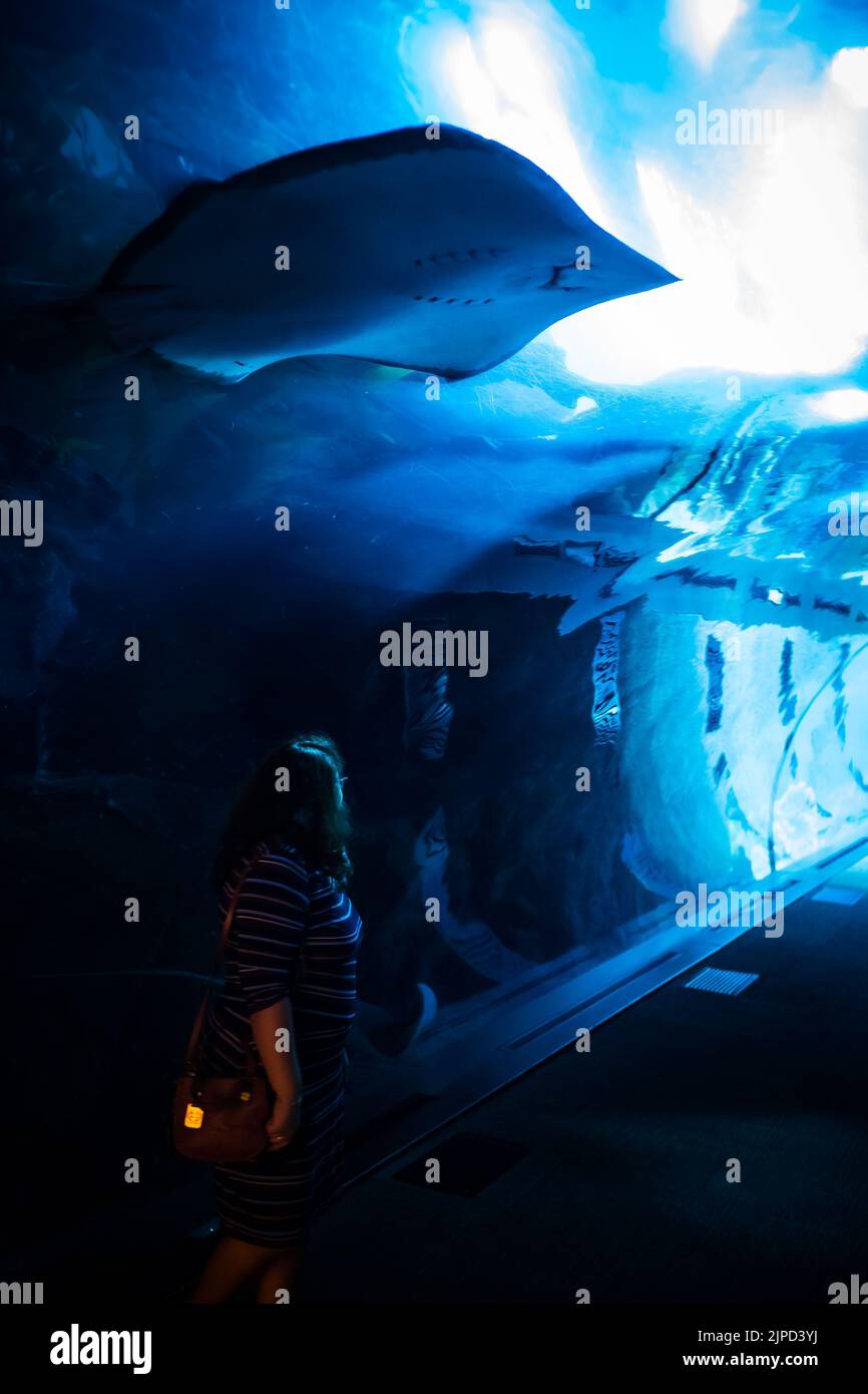 Woman standing in the tunnel on the bottom of the huge fish tank at the ...