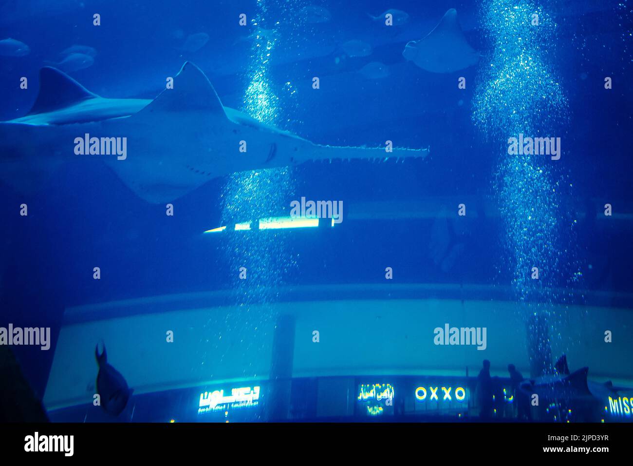 View of a large sawfish swimming through rising air bubbles in the fish tank of the Dubai ...