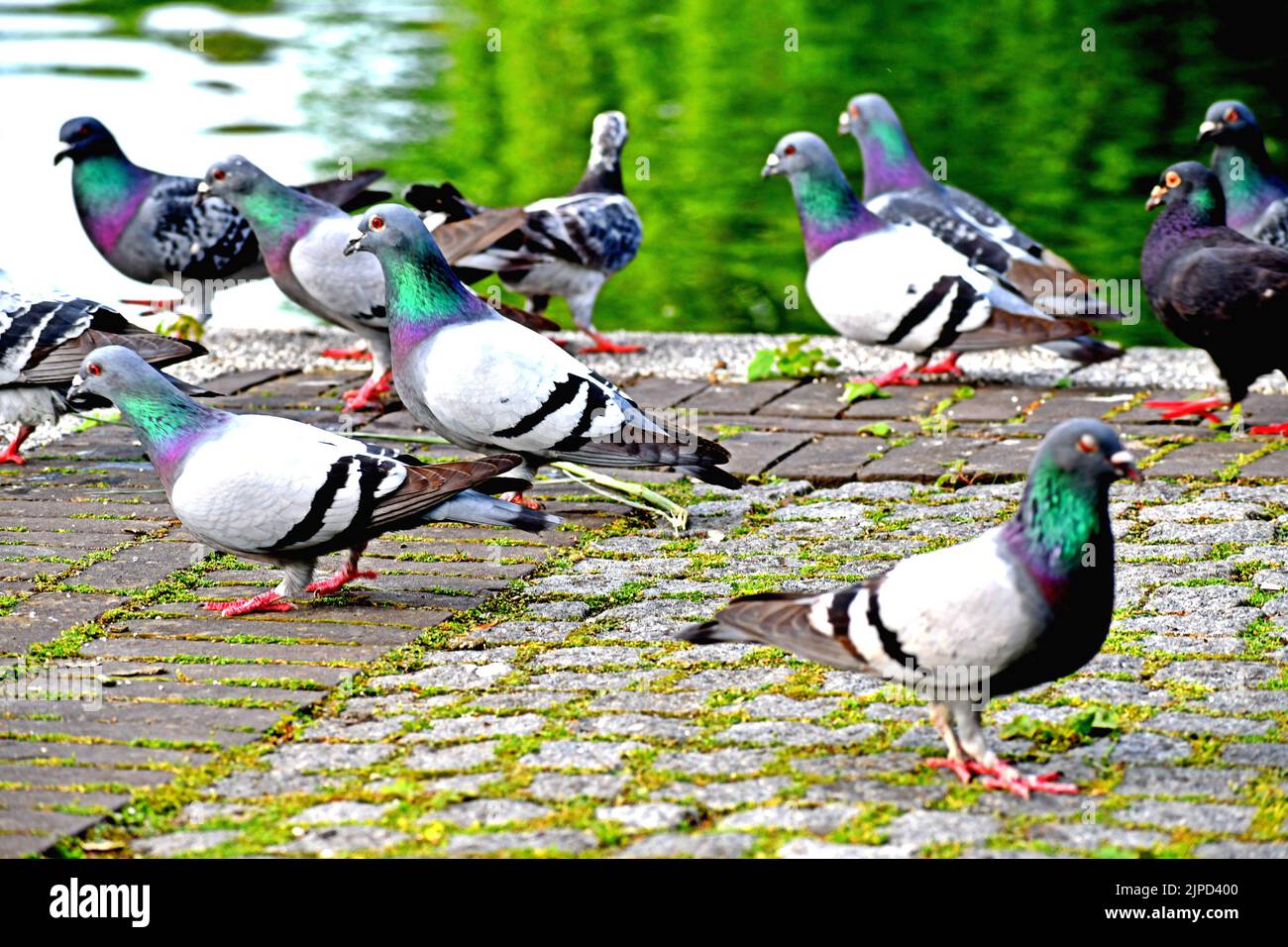 Pigeon looking back hi-res stock photography and images - Alamy