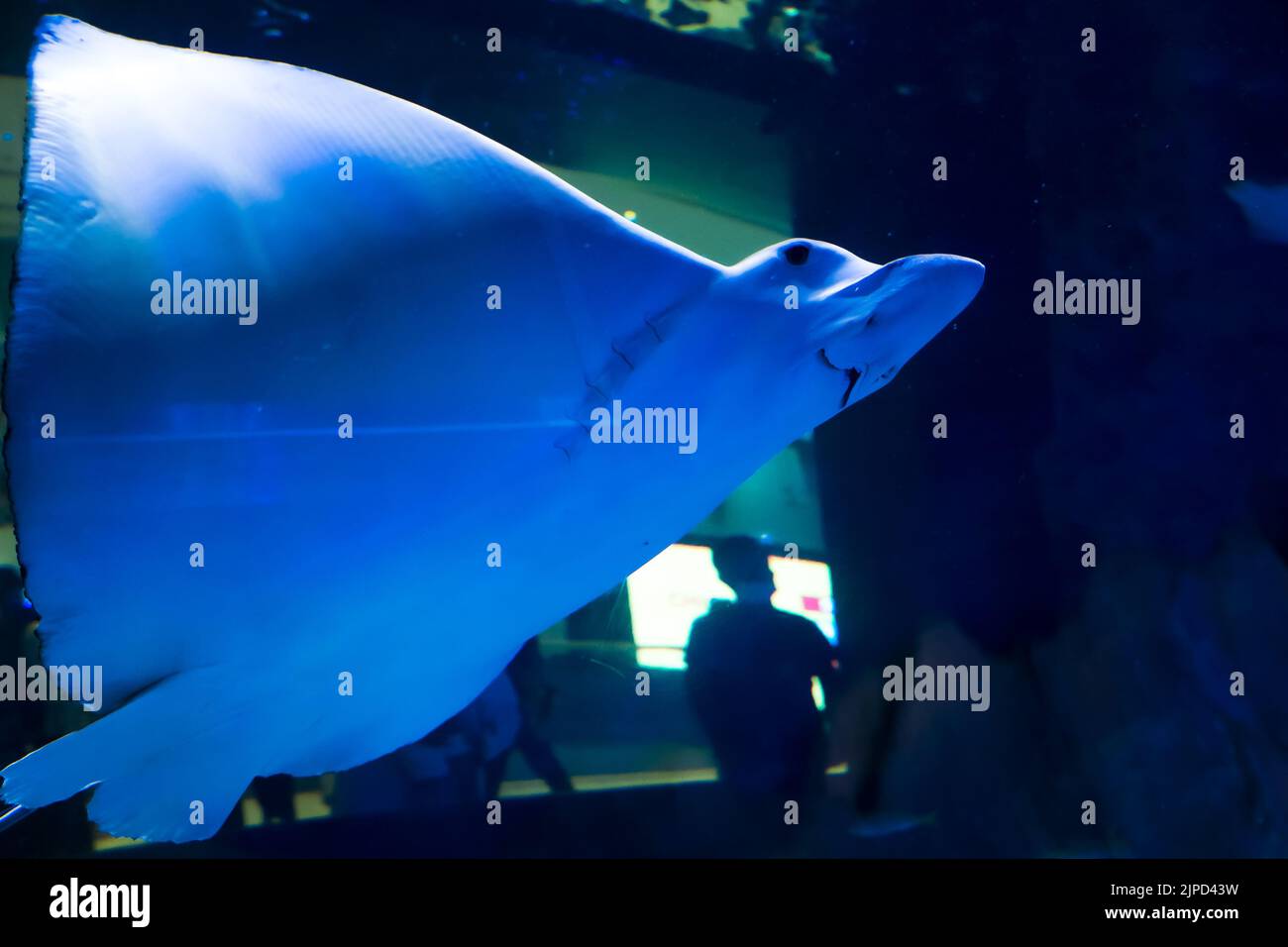 View of a ray ascending in the huge fish tank of the Dubai Aquarium and ...