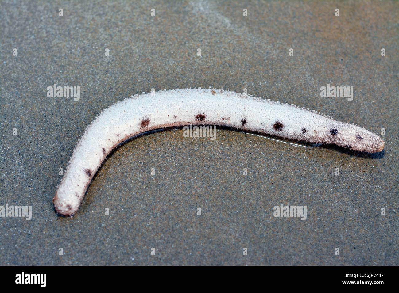 Sea cucumber on the shallow sea floor on the beach, echinoderms from ...