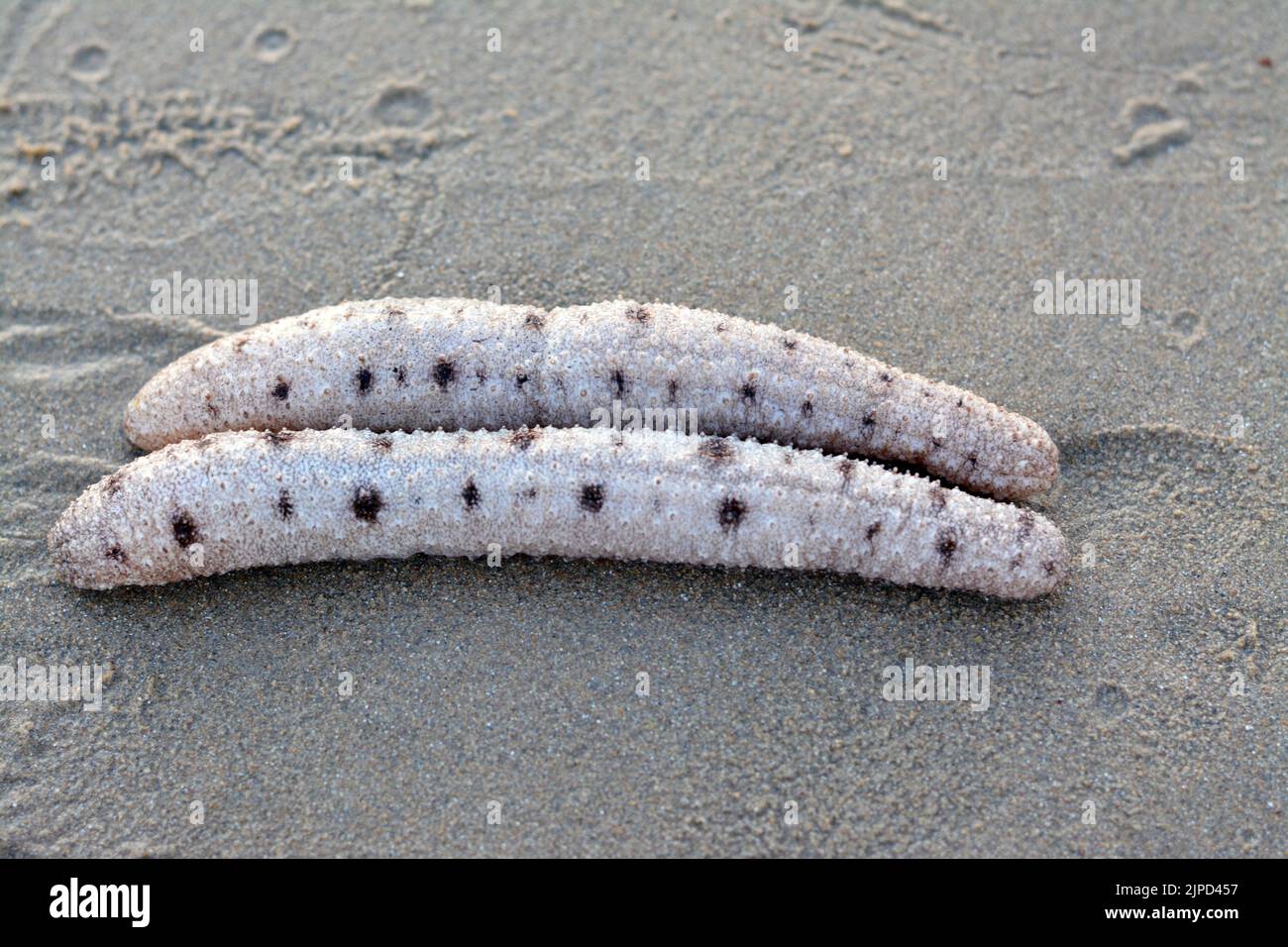 Sea cucumbers on the shallow sea floor on the beach, echinoderms from the class Holothuroidea ...