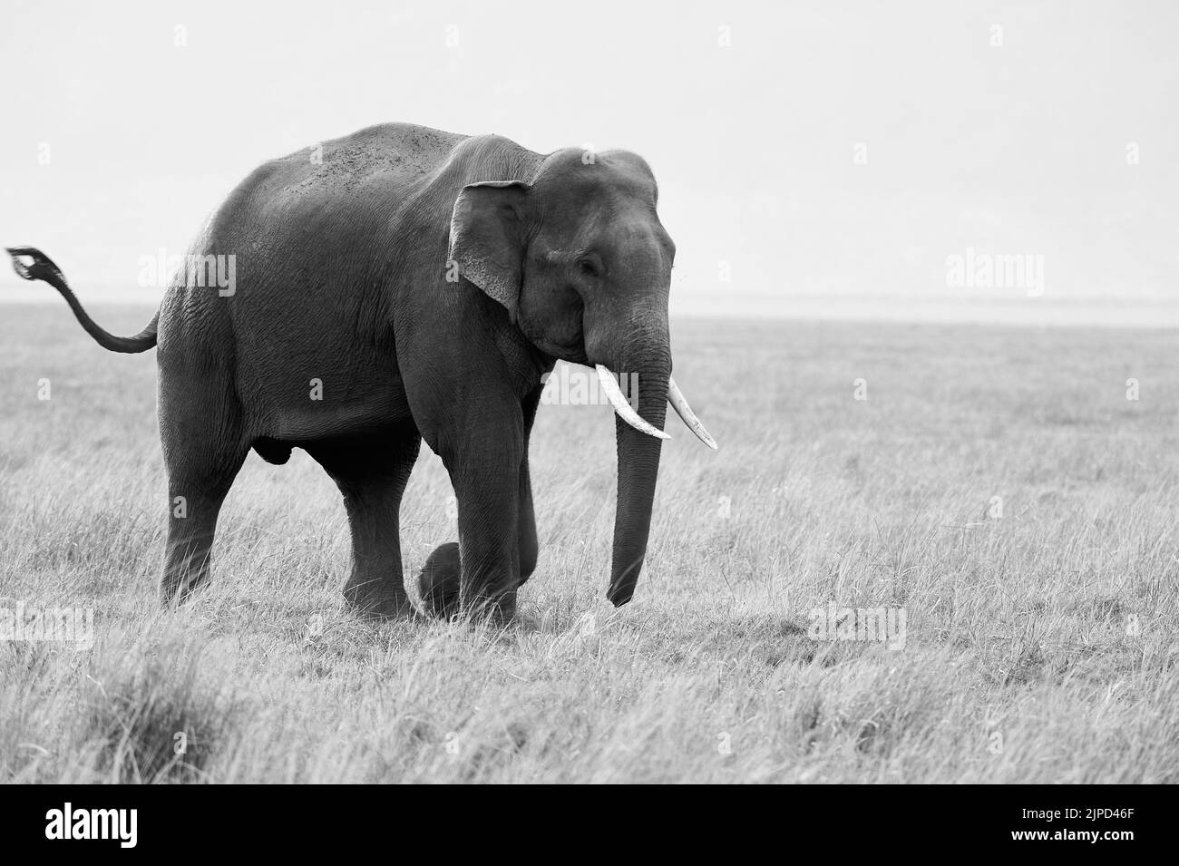 Tusker of Jim Corbett National Park, India Stock Photo - Alamy