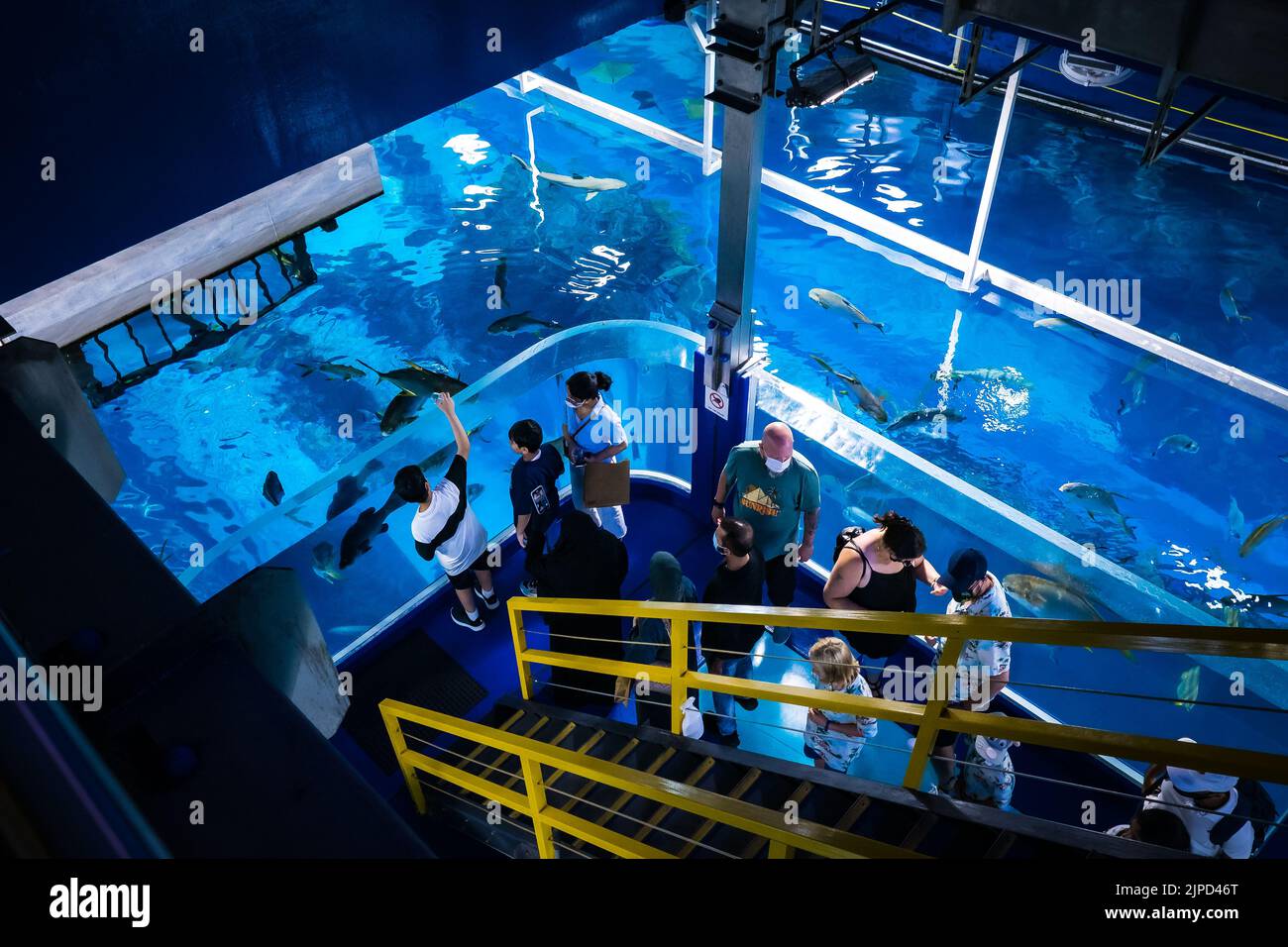 High angle view of people feeding and watching big fish at the fish ...