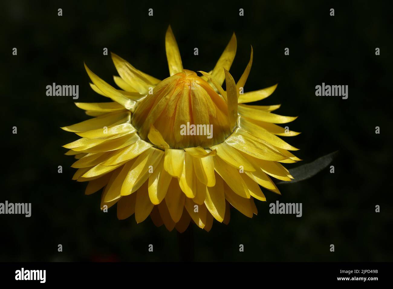 Strange flying saucer shape hi-res stock photography and images - Alamy