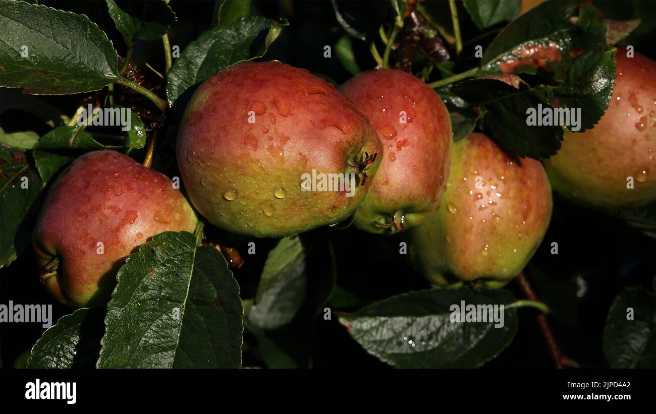 Apple Tree Fruit Stock Photo - Alamy