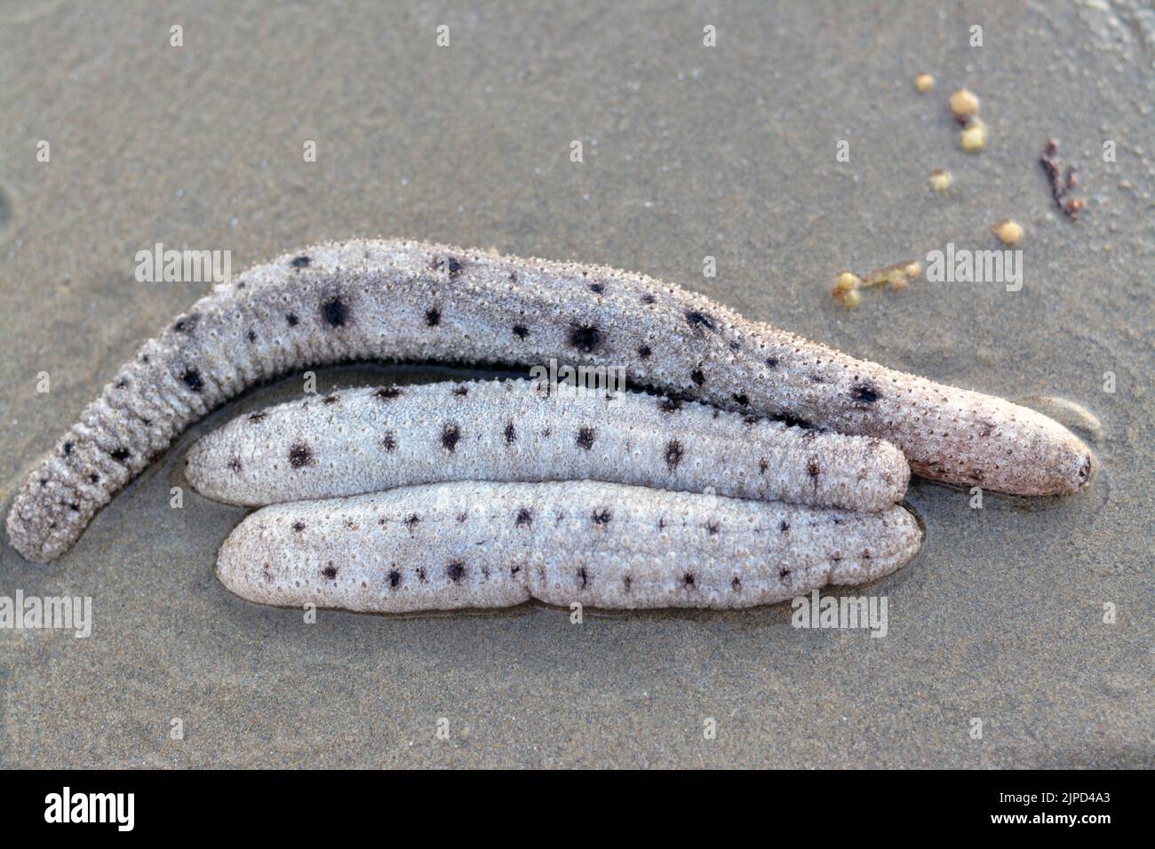 Sea cucumbers on the shallow sea floor on the beach, echinoderms from the class Holothuroidea ...
