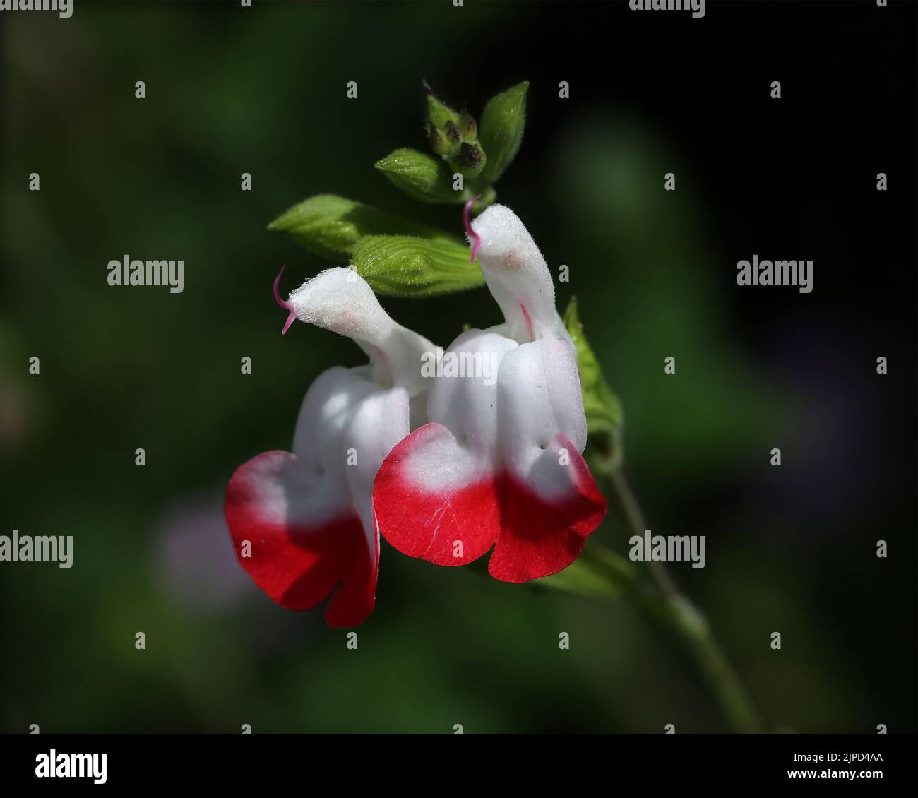 Hot Lips Flower Salvia Stock Photo - Alamy