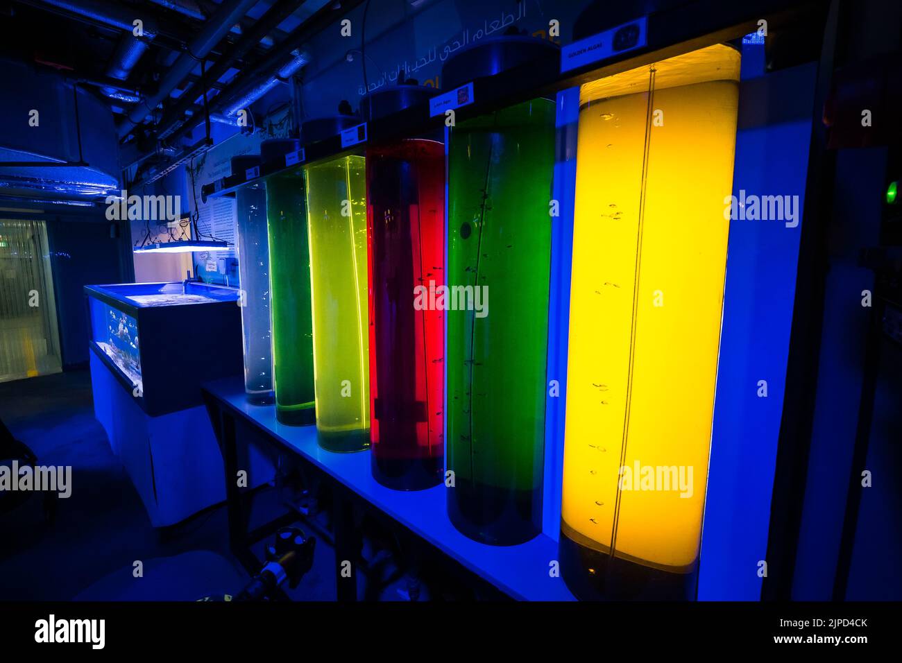 View of backlit tanks of colorful algae in a dark, blue-lit lab showing ...