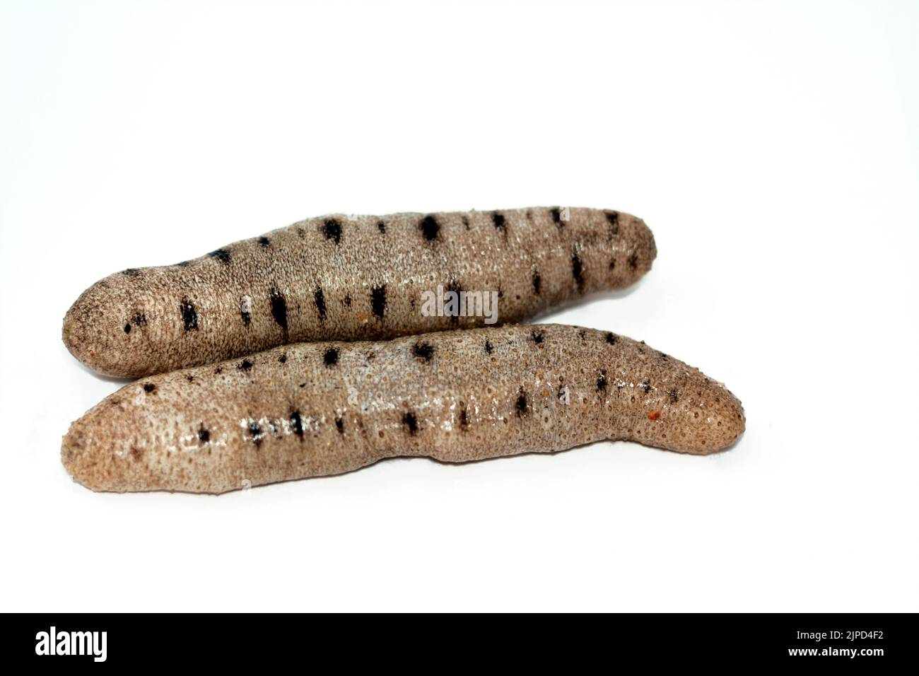 Sea cucumbers isolated on white background, echinoderms from the class Holothuroidea, marine ...