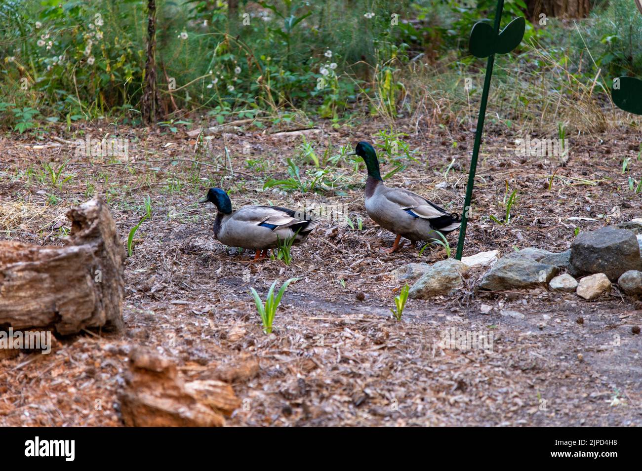 Two decoy ducks with green heads and gray feathers roaming in nature ...