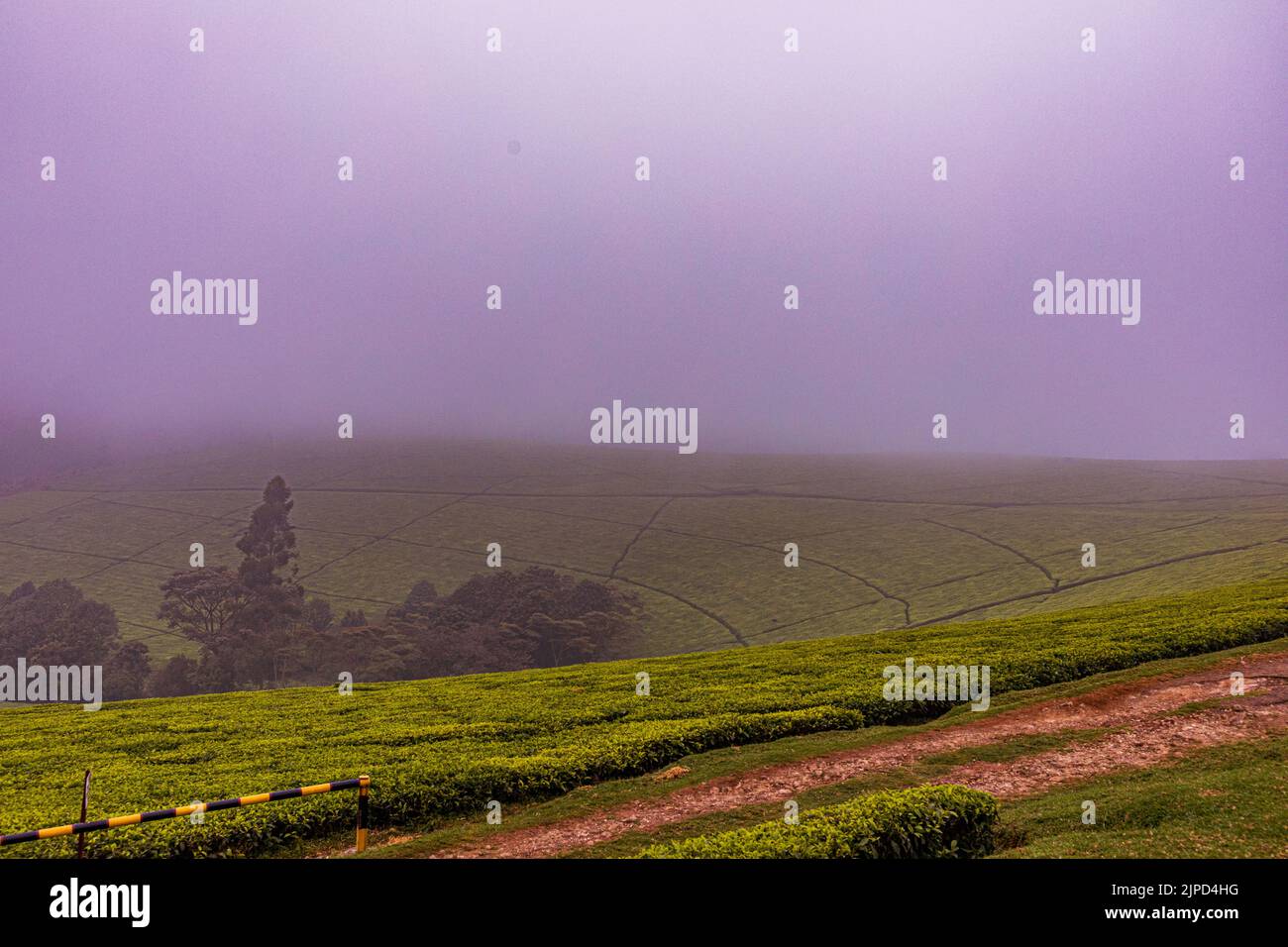 Kiambu County Tea Green Leaves Farm Farming Farmers Large scale ...