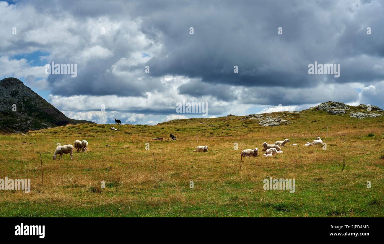 Passo del Maniva (Bs), Italy, somegrazing sheeps at the Ravenola Pass ...
