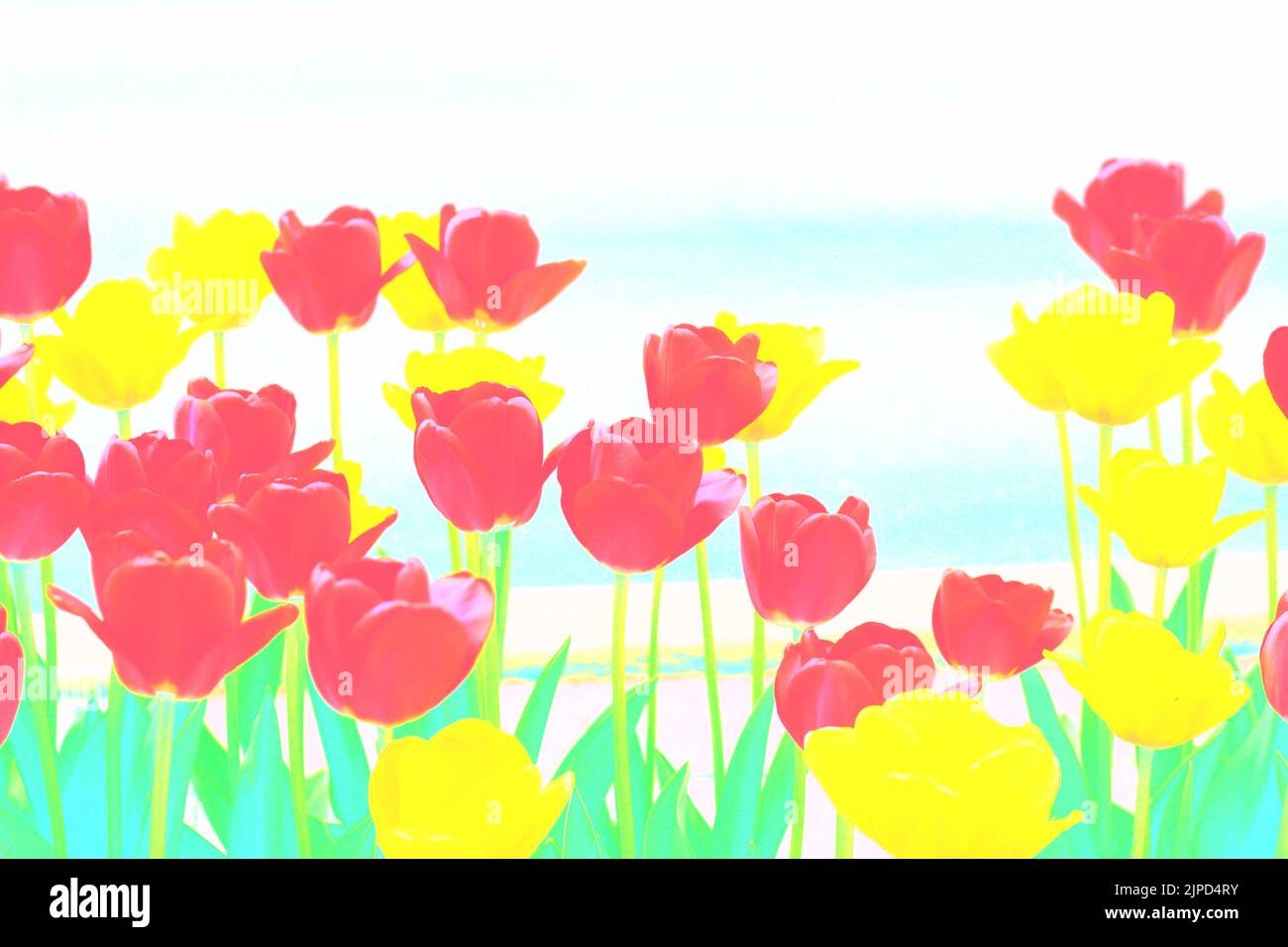 Beautiful spring tulips growing in the flower garden in full bloom ...
