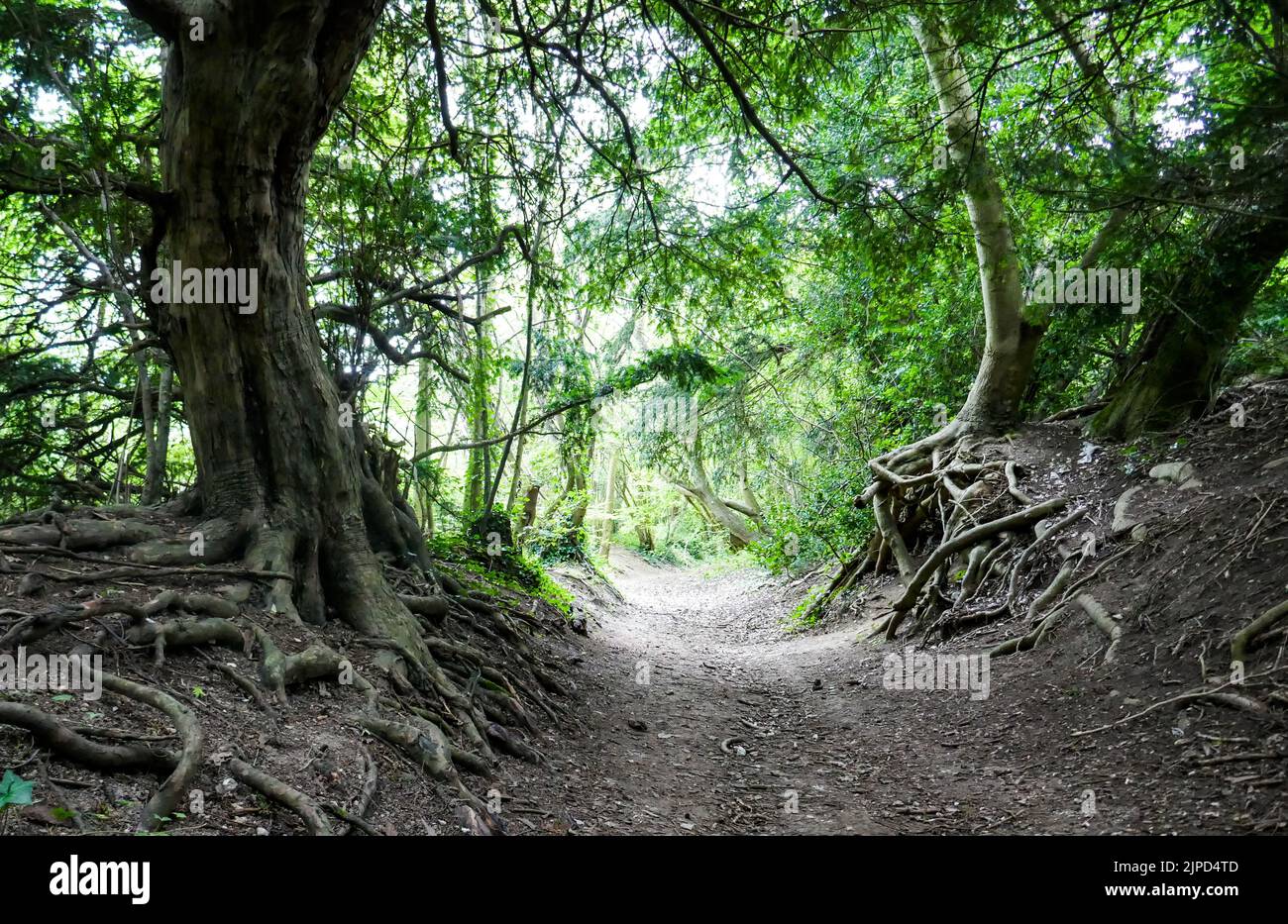 A tree lined woodland path Stock Photo - Alamy