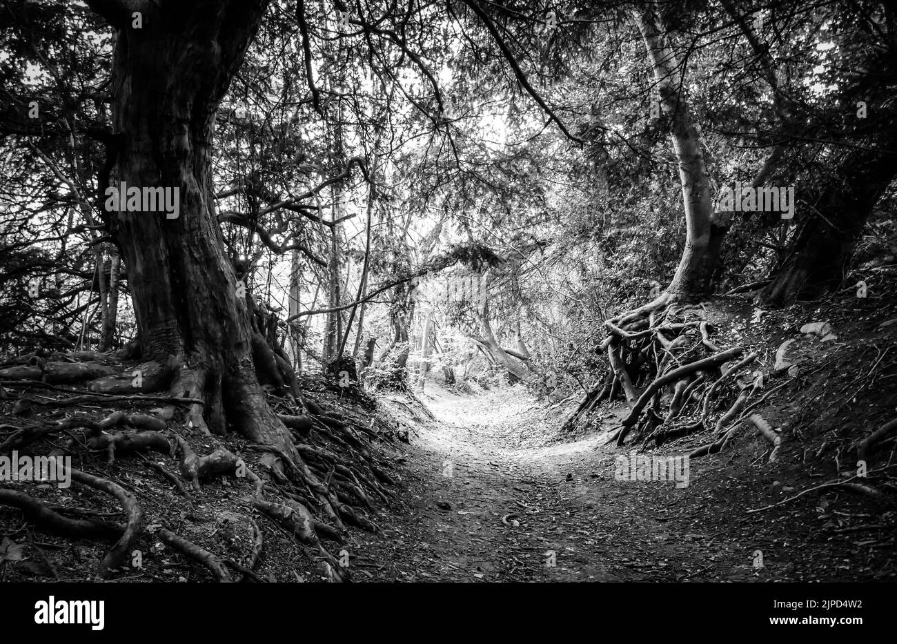 A tree lined woodland path Stock Photo - Alamy