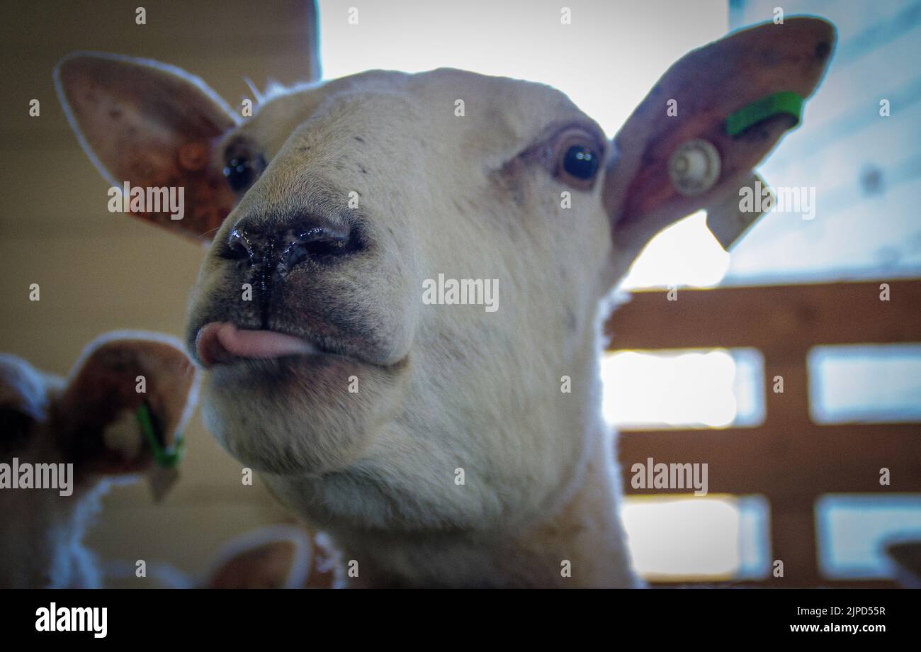 Sheep making a funny face Stock Photo - Alamy
