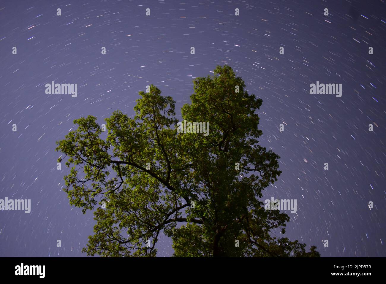 A beautiful long exposure shot of an Oak tree against starry sky ...
