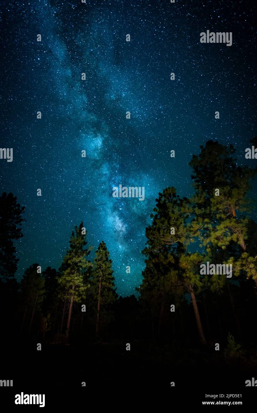 A vertical shot of a bright blue milky way starry sky over a pine ...