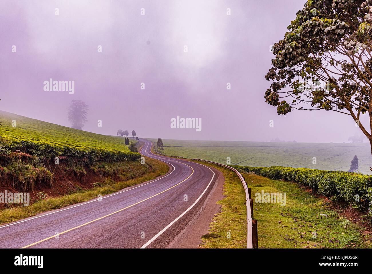 Kiambu County Kenya East Africa Central Province Tea Farm farming ...