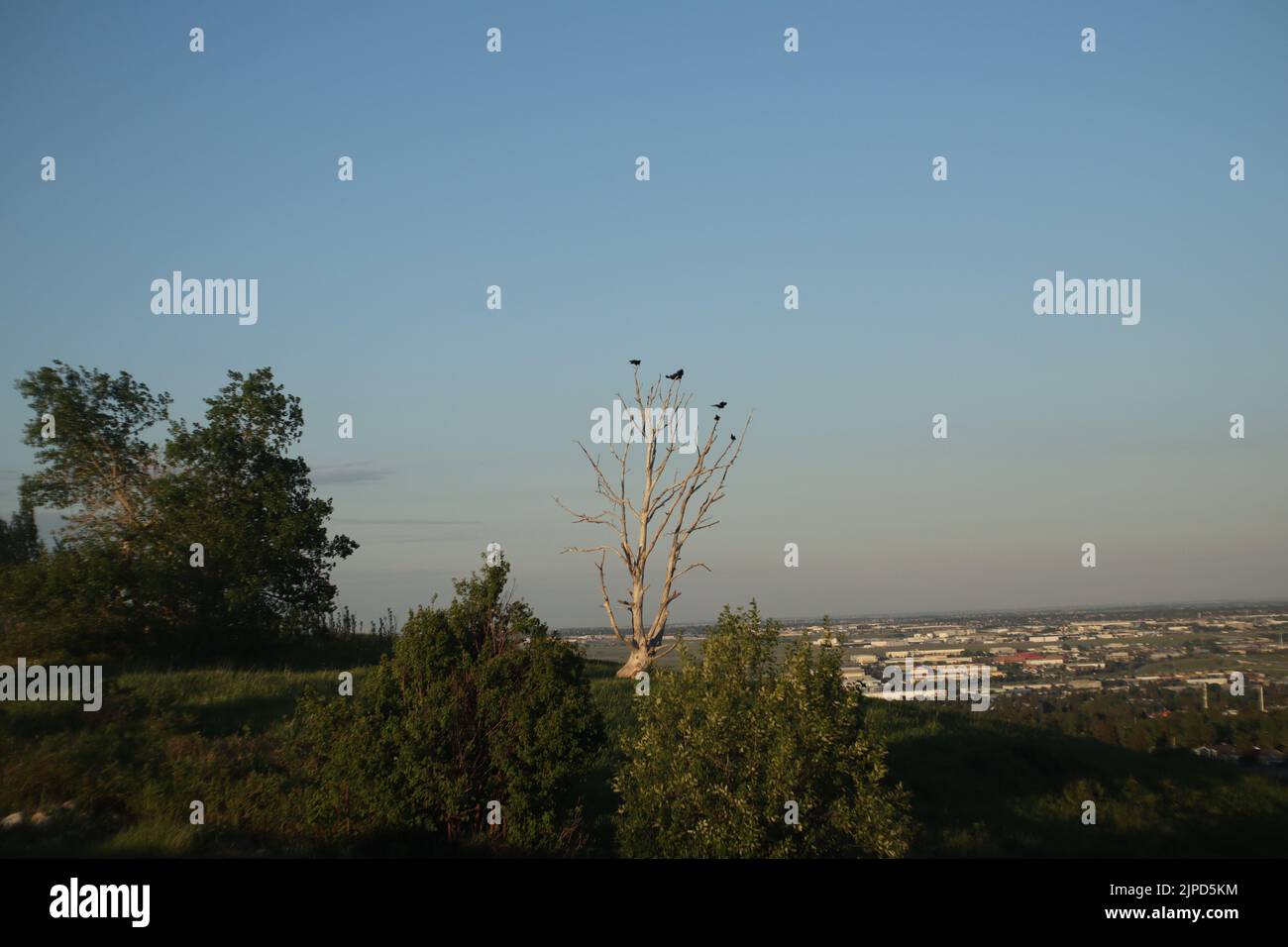 The leafless tree with birds surrounded by green vegetation. Nose Hill ...