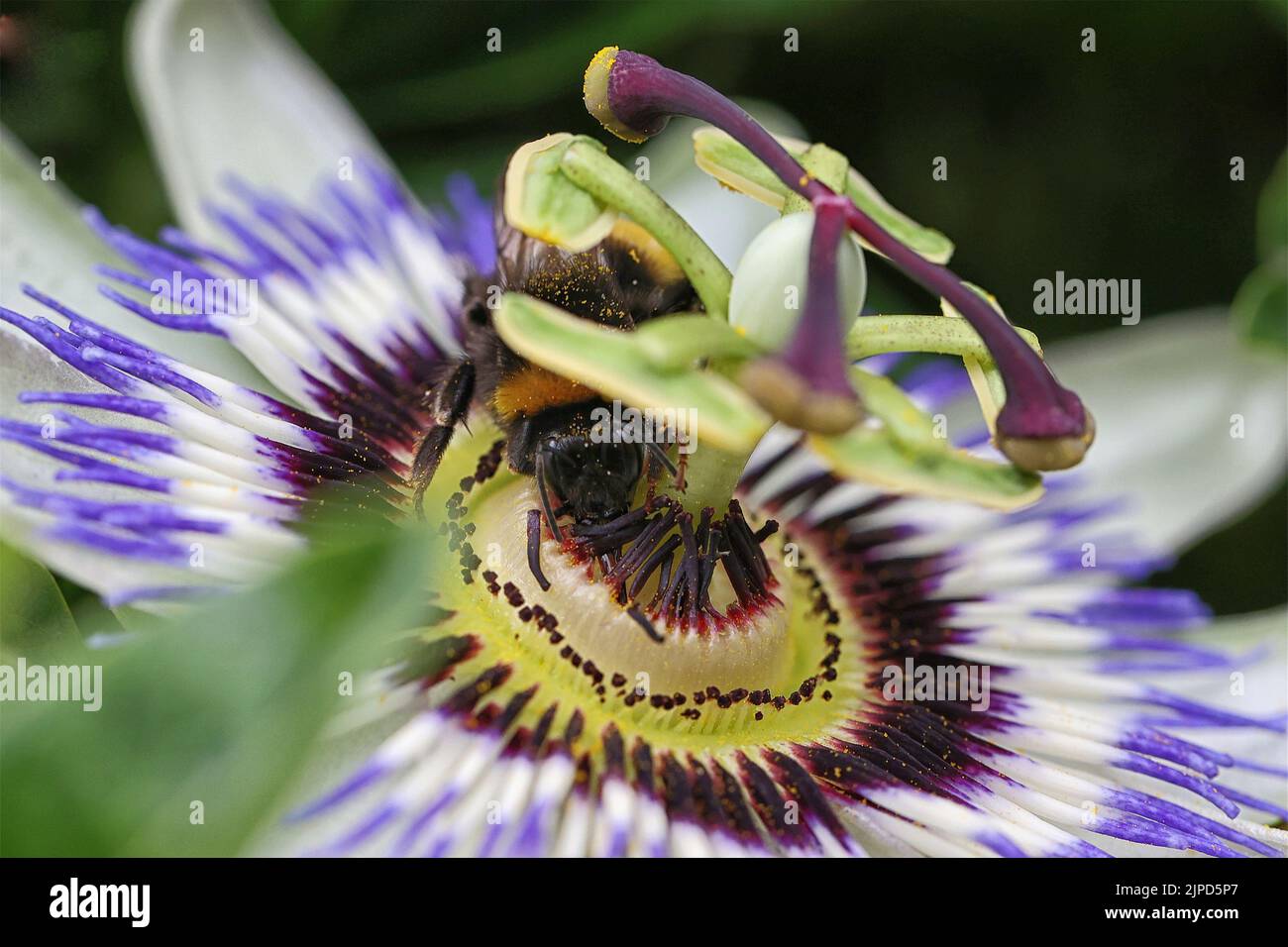 Passion flower bee hi-res stock photography and images - Alamy
