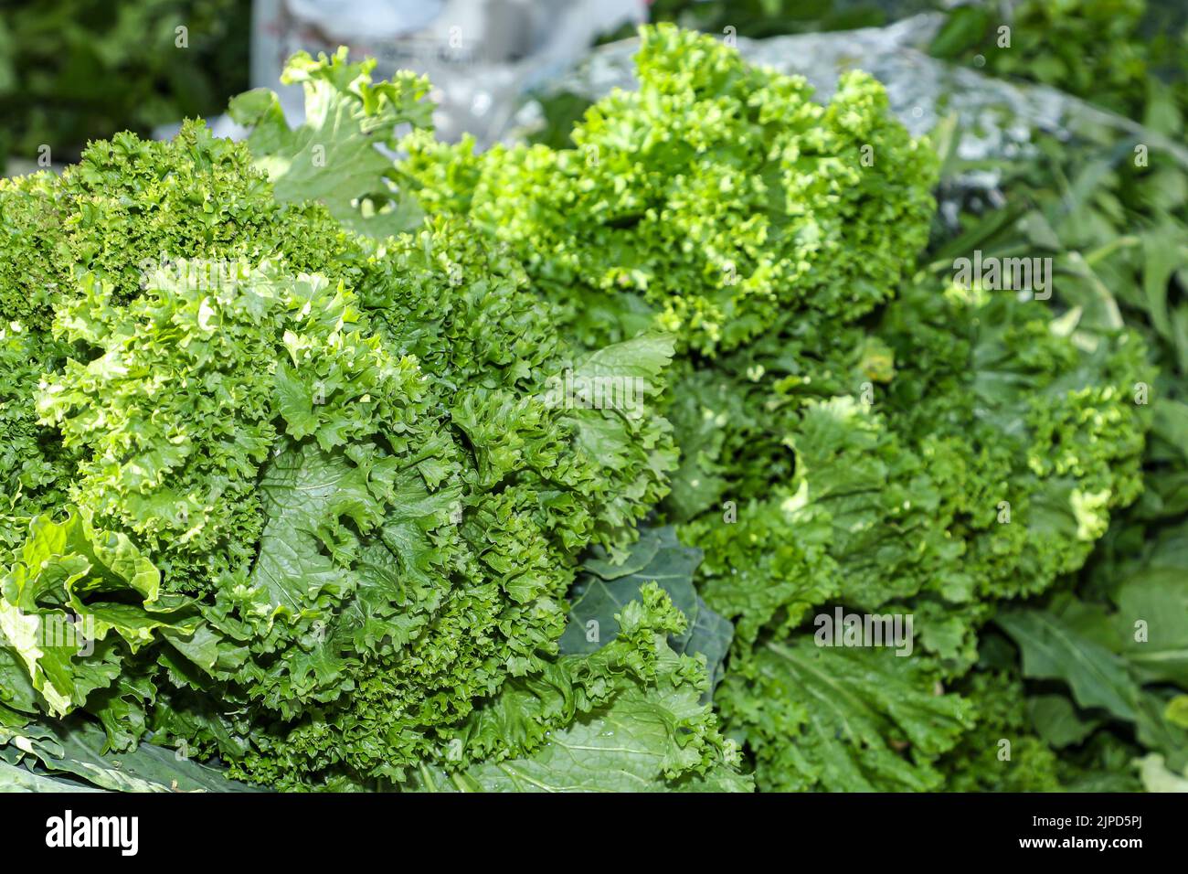 Azalea flower in pink, with some spots on its leaves, in the background ...