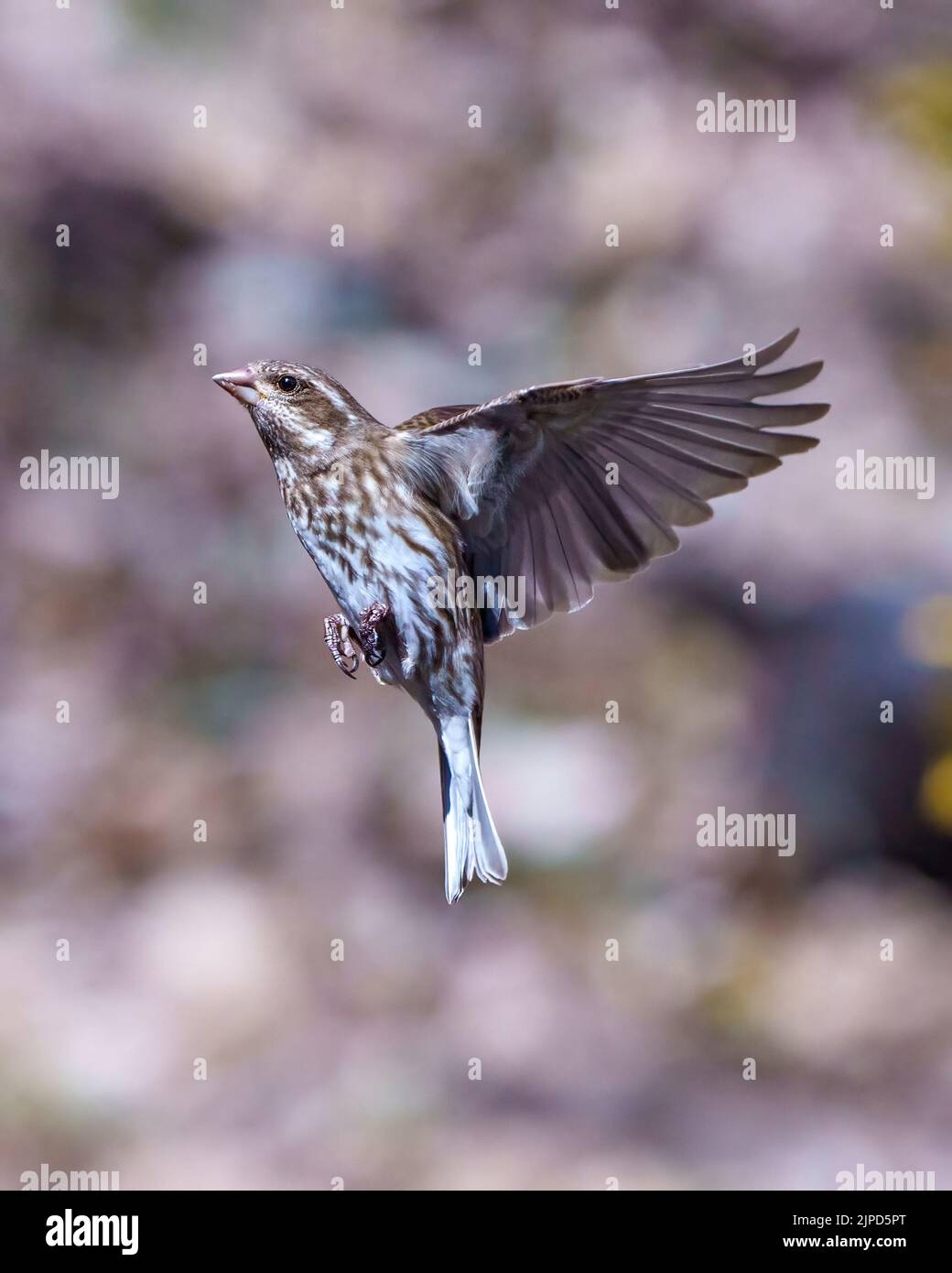 Finch female flying with its beautiful brown spread wings with a blur ...