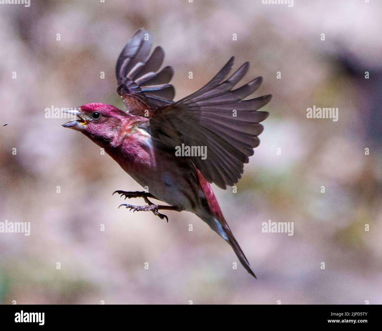 Finch male flying with its beautiful red colour spread wings with a ...