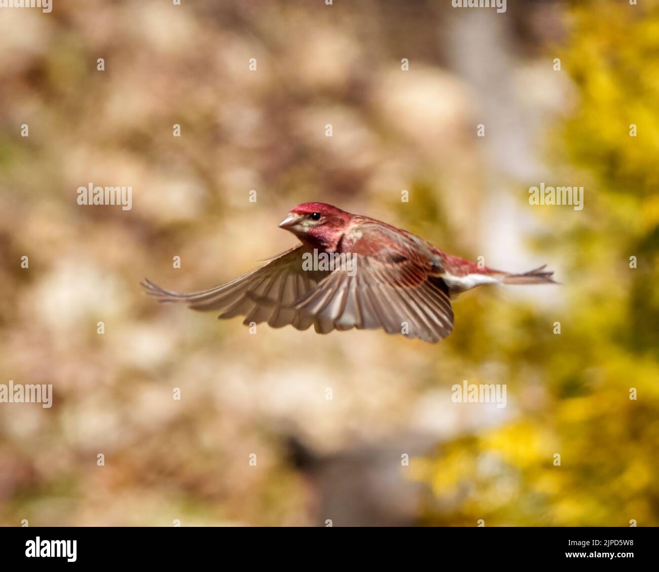 Purple Finch male flying with its beautiful red colour spread wings ...