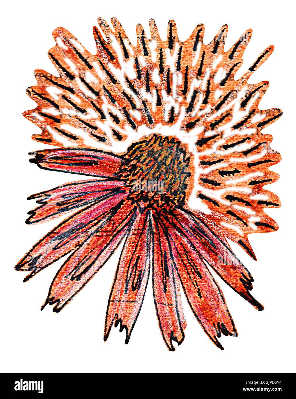 Pink Flower Echinacea hand draw botanical illustration isolated on ...